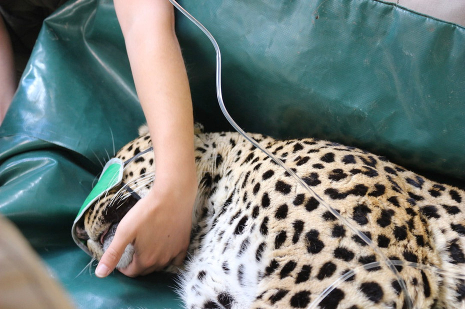 Safari Vet Internship