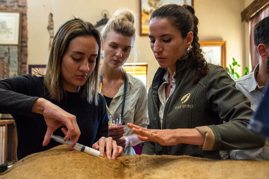 Safari Vet Internship