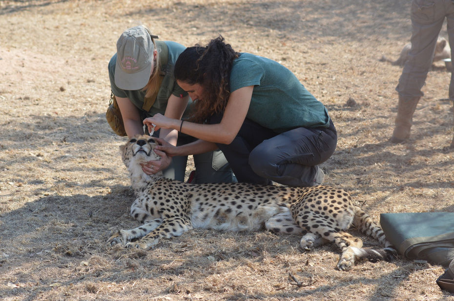 Safari Vet Internship
