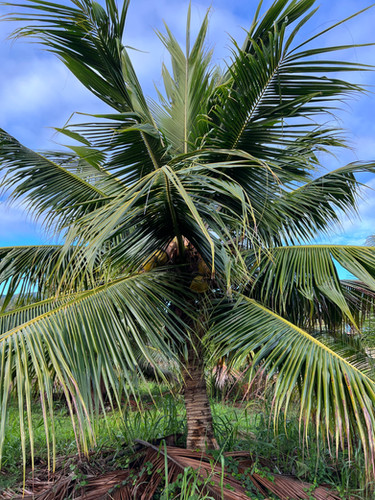 Samoan Dwarf Coconut Tree | MA Farm