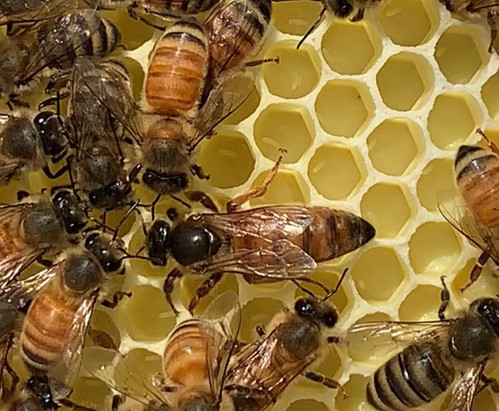 Mated Queen Bees for Sale | Spring 2026 Pickup – Exton Bee Company