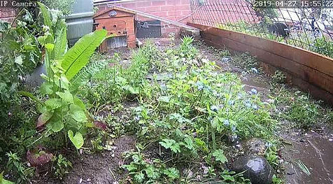 Molly's garden | miss molly coddle