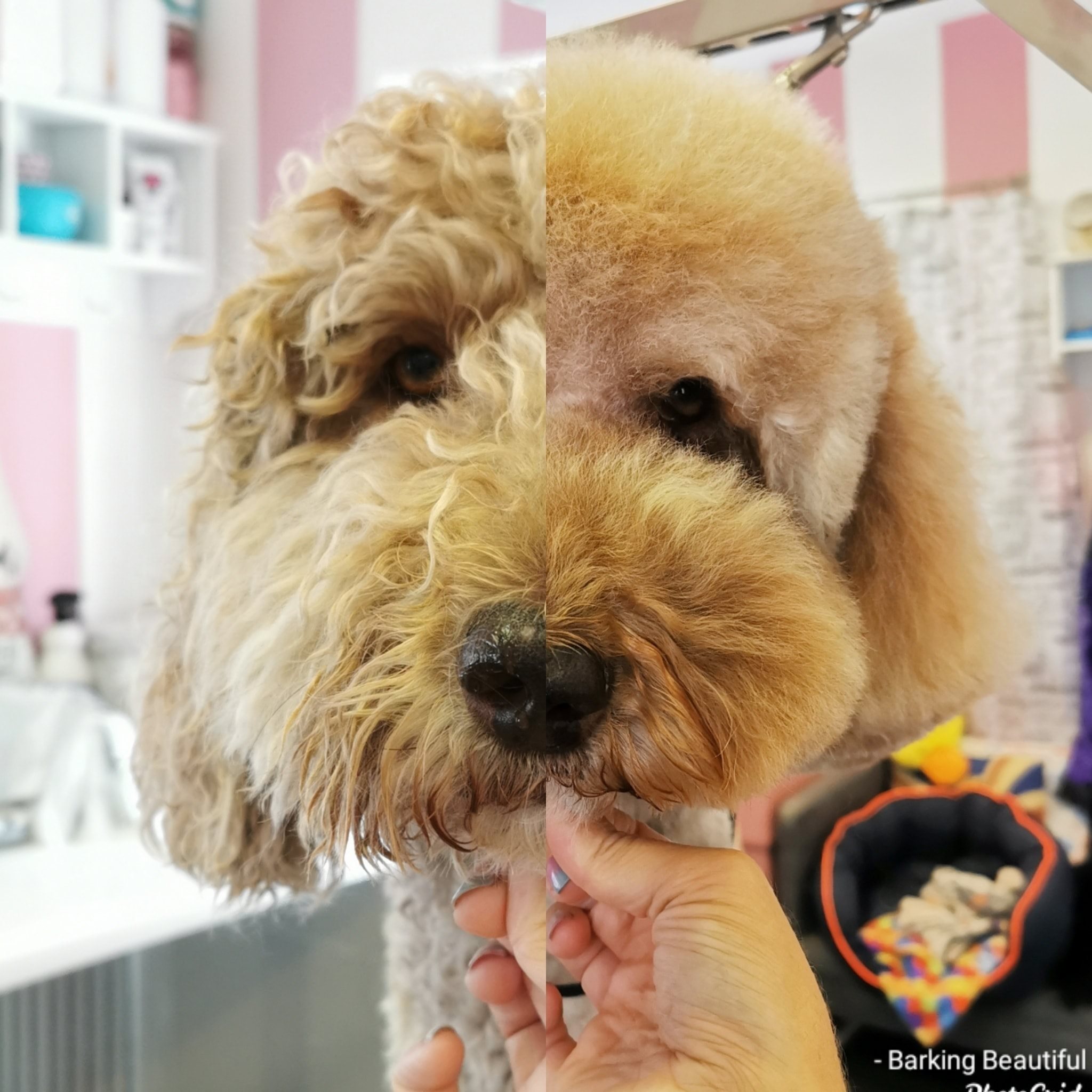 Gallery | barkingbeautiful