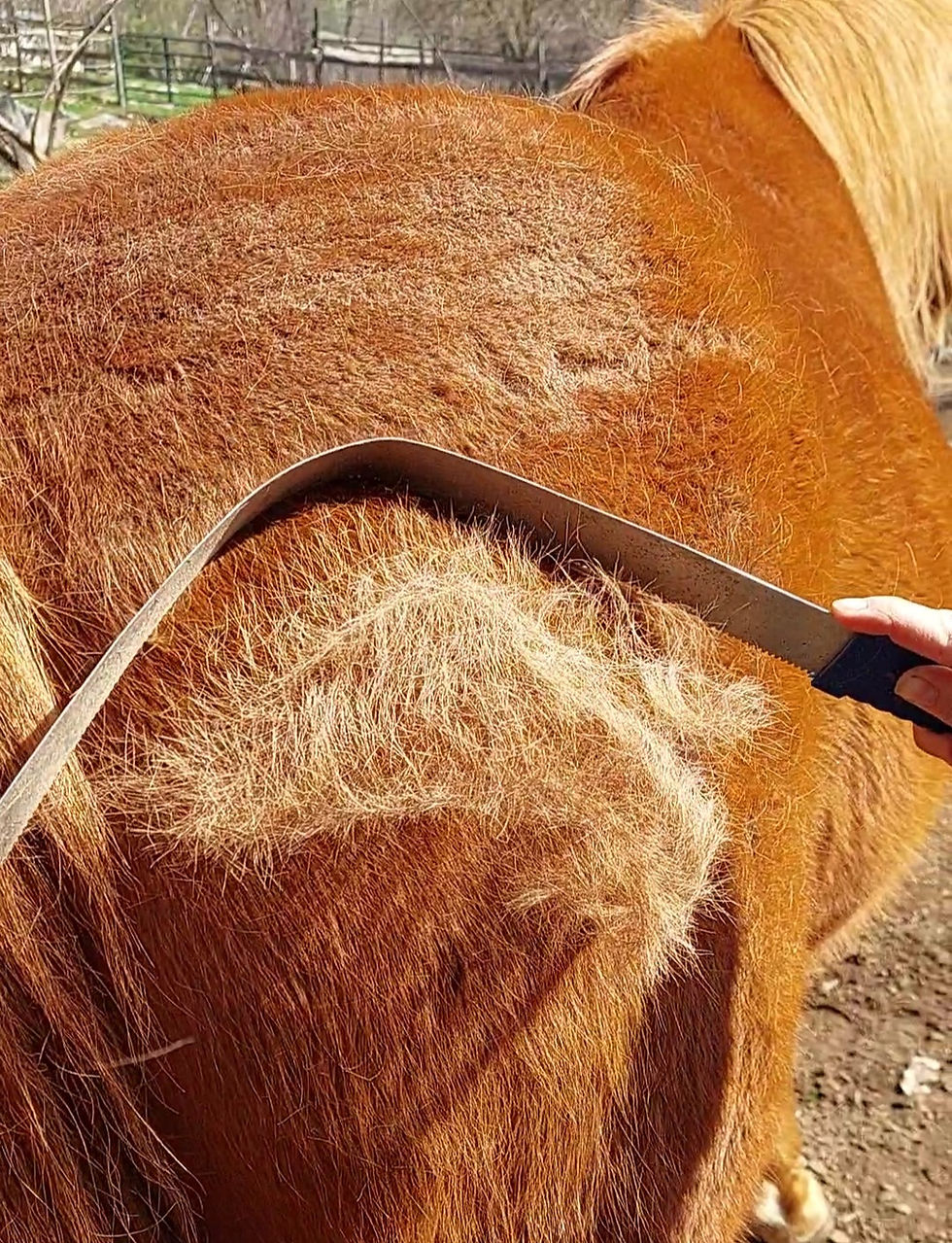 Shedding Season 101 Shedding Season 101
