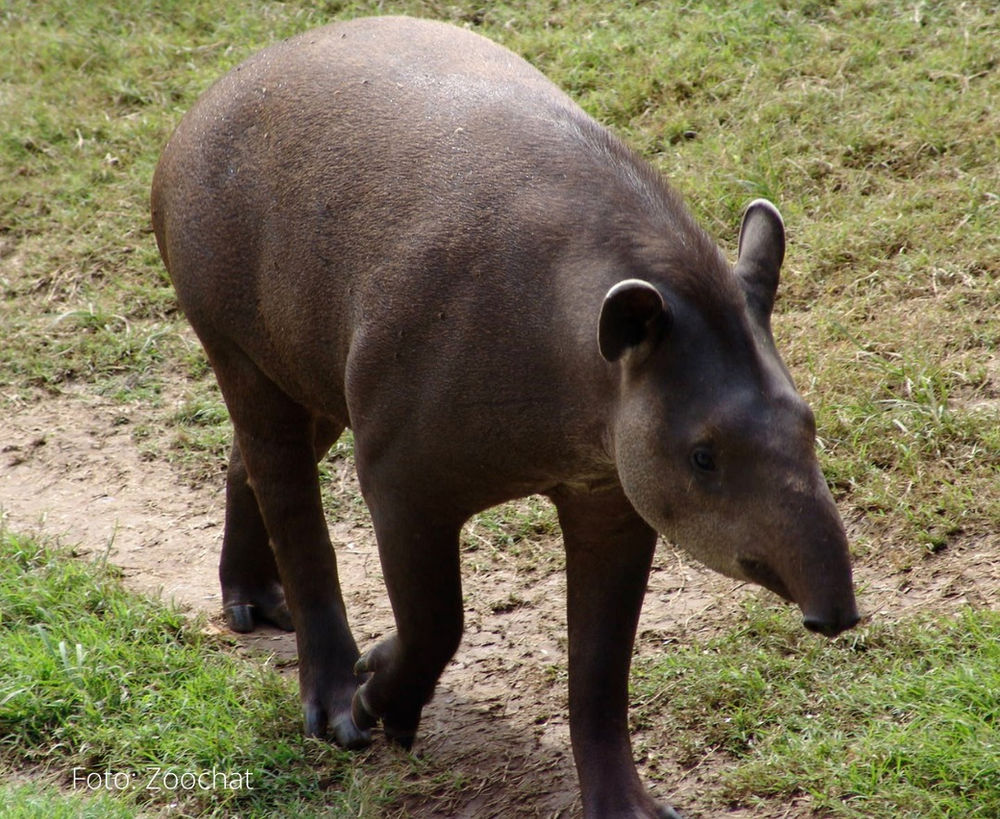 Curiosidade Animal: A anta brasileira