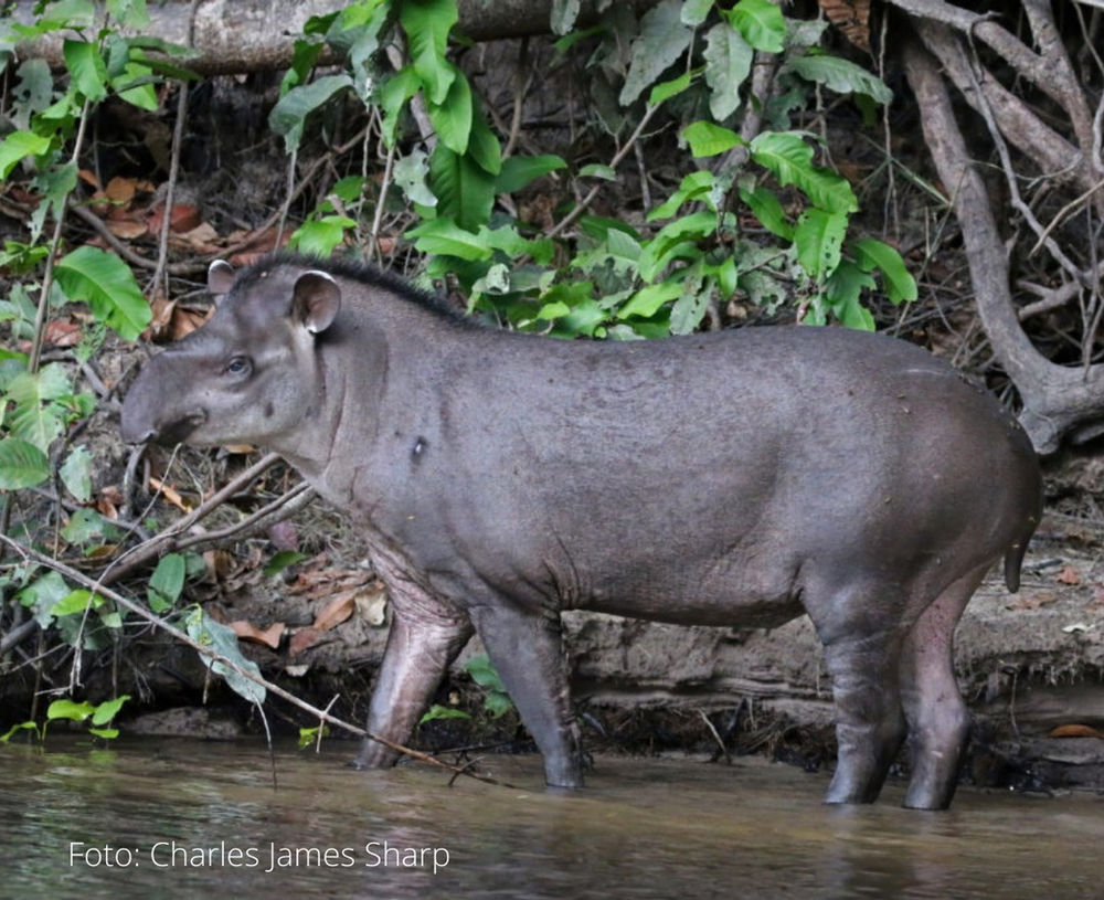 Curiosidade Animal: A anta brasileira