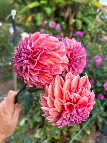 April Glory | Little Miss Bloom