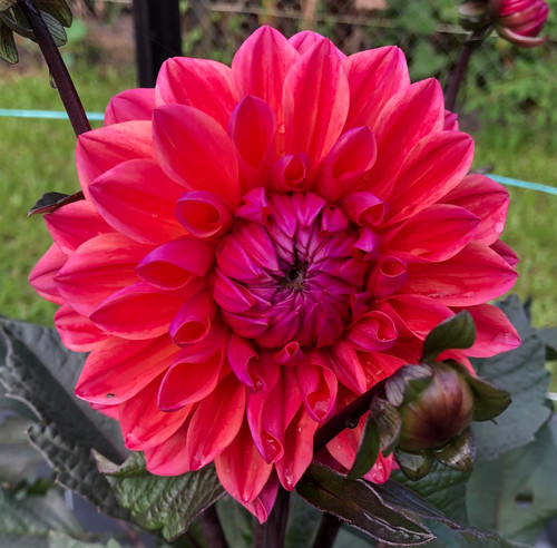 African Sunset | Little Miss Bloom