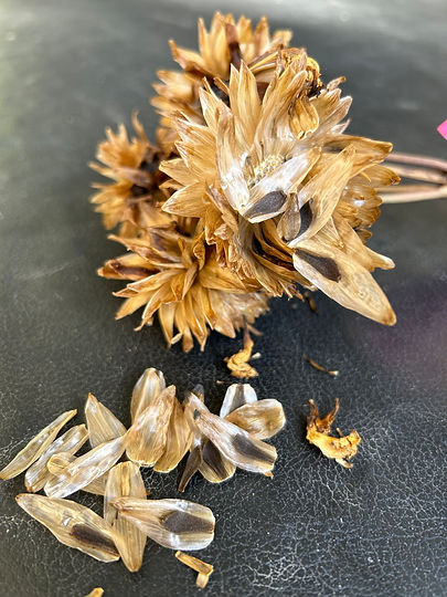 Fresh Cut Flowers | Little Miss Bloom Farm | Guanaba