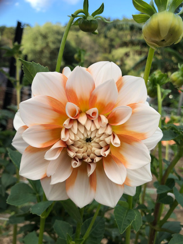 Cornflake | Little Miss Bloom