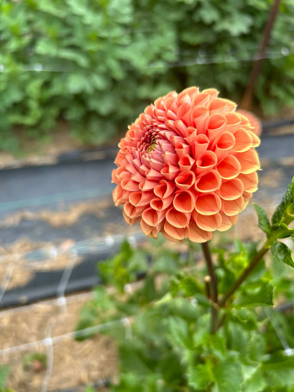 Shop | Little Miss Bloom Farm