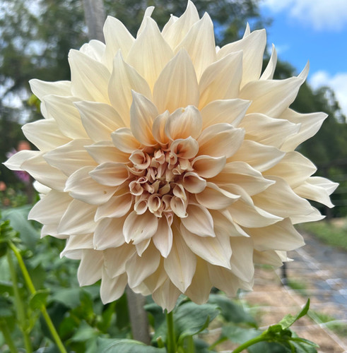 Cafe au Lait | Little Miss Bloom