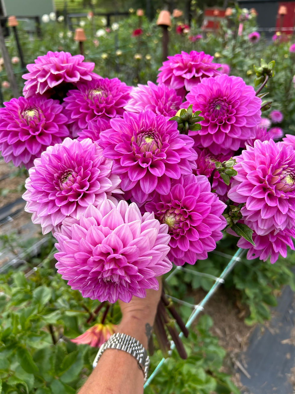 Shop | Little Miss Bloom Farm