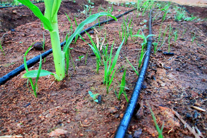 Corn Production Guide: Weed Management