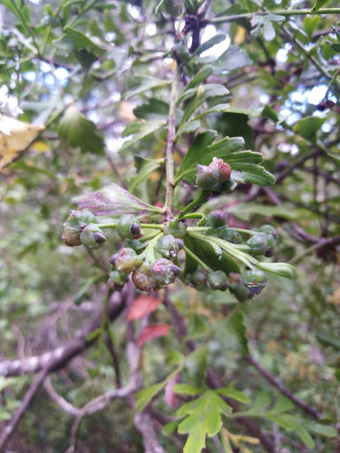 Native Plant of the Month - March - Tanekaha