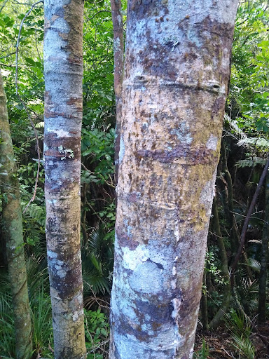 Native Plant of the Month - March - Tanekaha