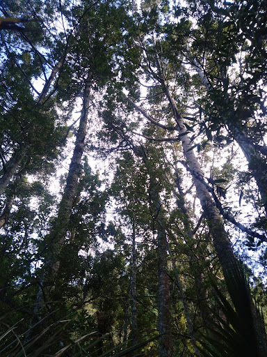 Native Plant of the Month - March - Tanekaha