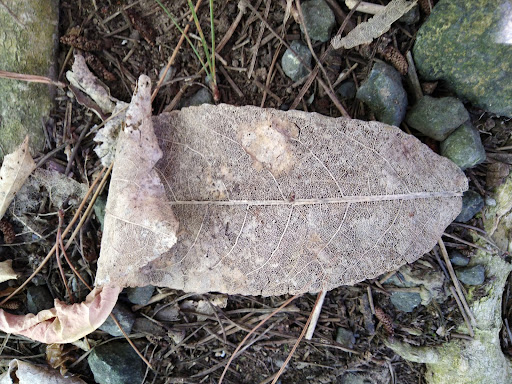 Native Plant of the Month - February - Mahoe