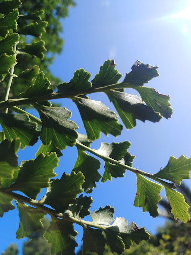 Native Plant of the Month - March - Tanekaha