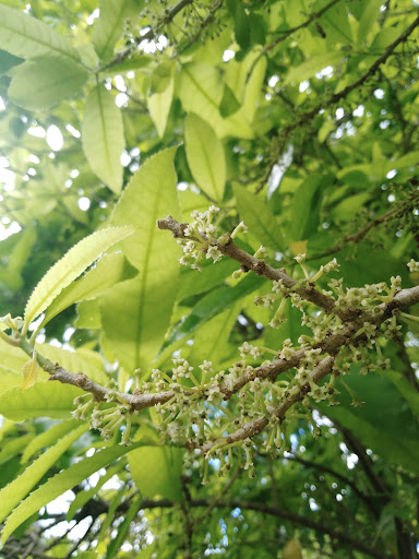 Native Plant of the Month - February - Mahoe