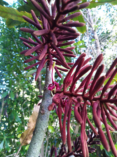 Native Plant of the Month - September - Rewarewa