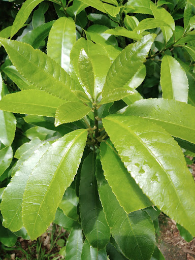 Native Plant of the Month - February - Mahoe