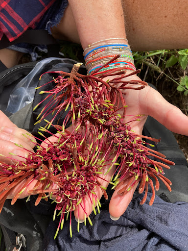 Native Plant of the Month - September - Rewarewa
