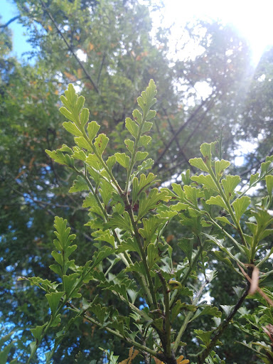 Native Plant of the Month - March - Tanekaha