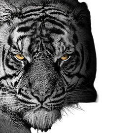 Desoto Tiger | Rock Music