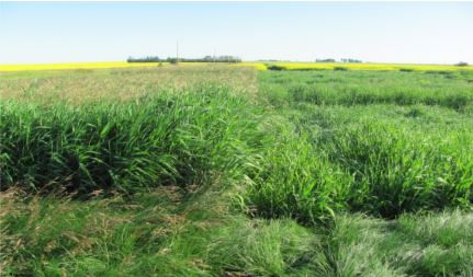 Fairview Perennial Forage Demonstration 2011
