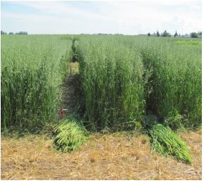 Forage Yield and Quality of Forage Oat Varieties Harvested at Two ...