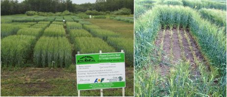 Regional Silage Variety Trials: Barley Varieties