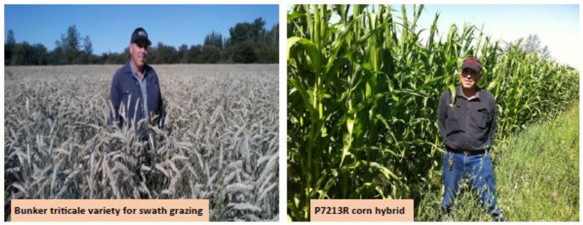 On-farm Testing of Triticale and Corn for Extending the Grazing Season