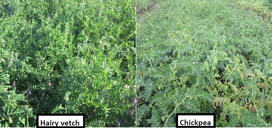 Demonstration of Cover Crop Types as Mono-crops for Forage Yield and ...