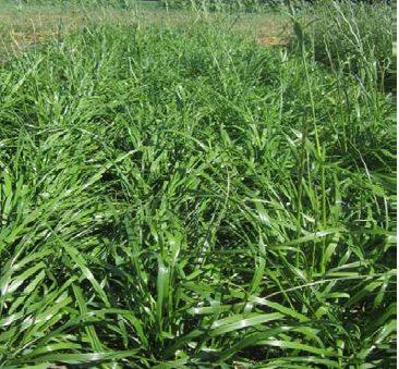 Annual & Italian Ryegrass Variety Trial For Forage and Re-Growth Potential