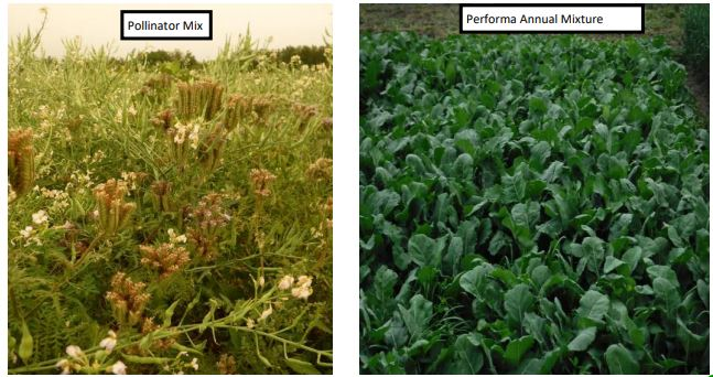 Demonstration of Annual Forage-Type Cover Crops and Perennial Forages