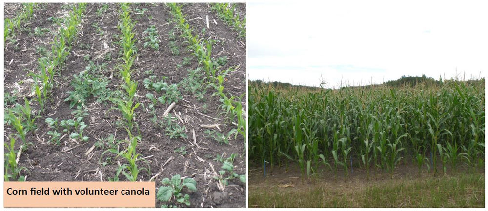 Managing Roundup Ready Canola in Corn