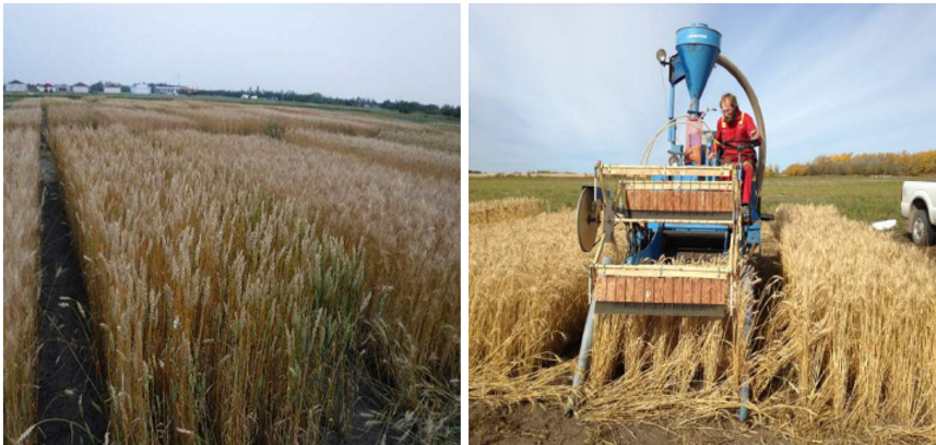 Comparison of Yield and Agronomic Performance of Common CWRS & CPSR ...