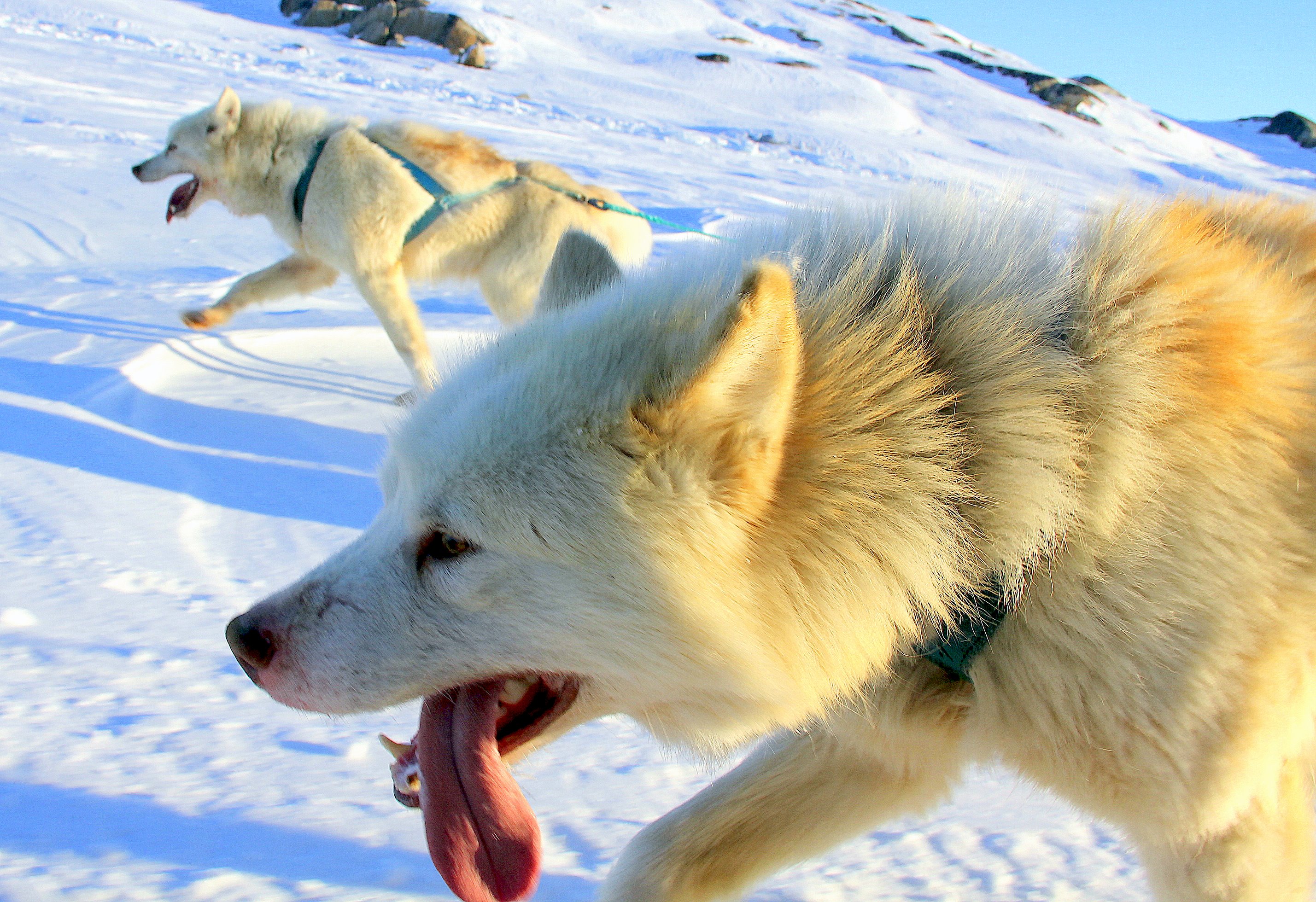 Henry Tenenbaum: Video and Media Consuting for NGO's