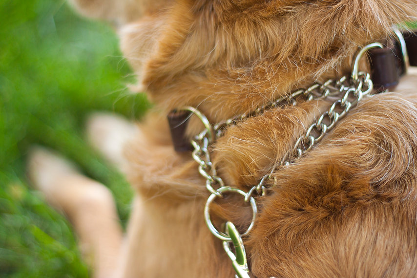 Home | The Ultimate Leash | MADE IN THE USA