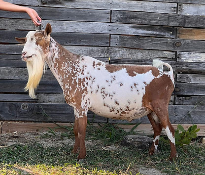 For Sale | Bridge Acres Farm