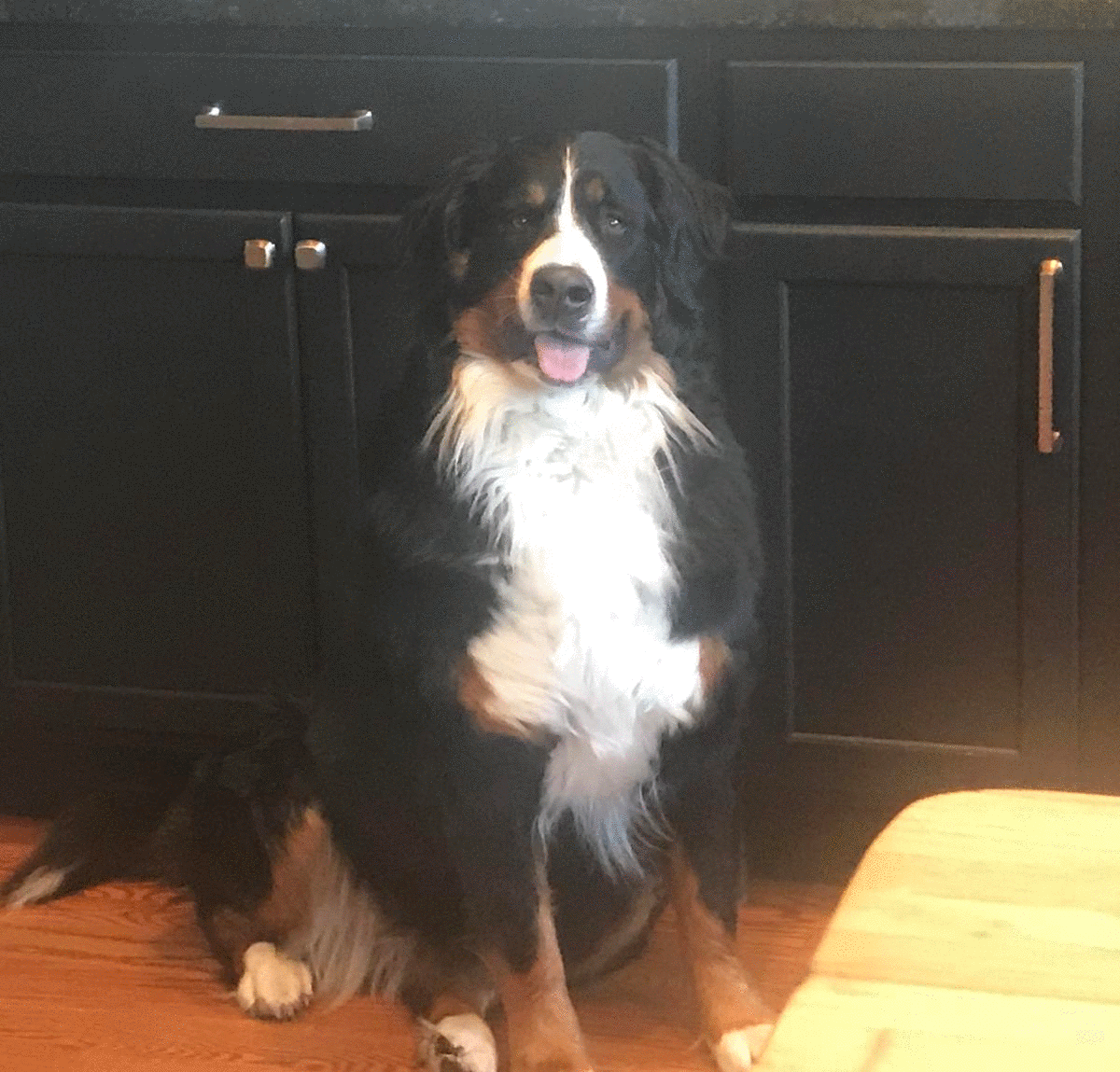 Dam & Sire | My Site