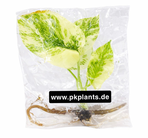 Monstera Legacy 5pcs | PK- Plants