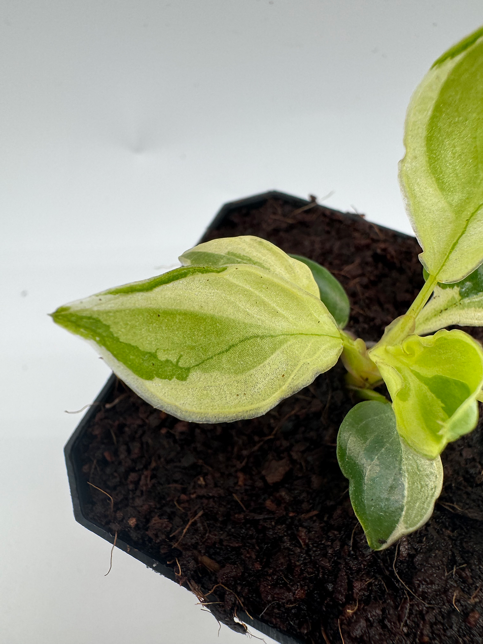 HomePK-Plants | PK- PlantsPK-Plants