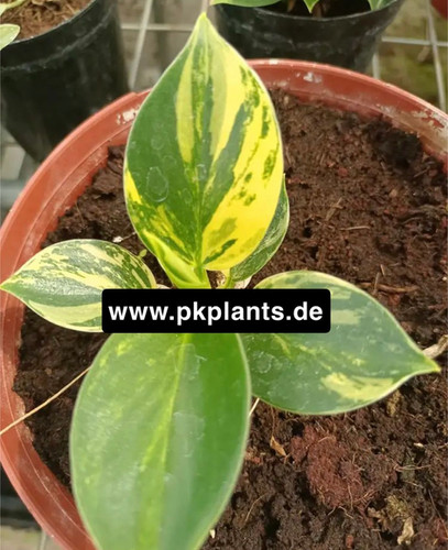 Philodendron Little Apple Variegata 100pcs | PK- Plants