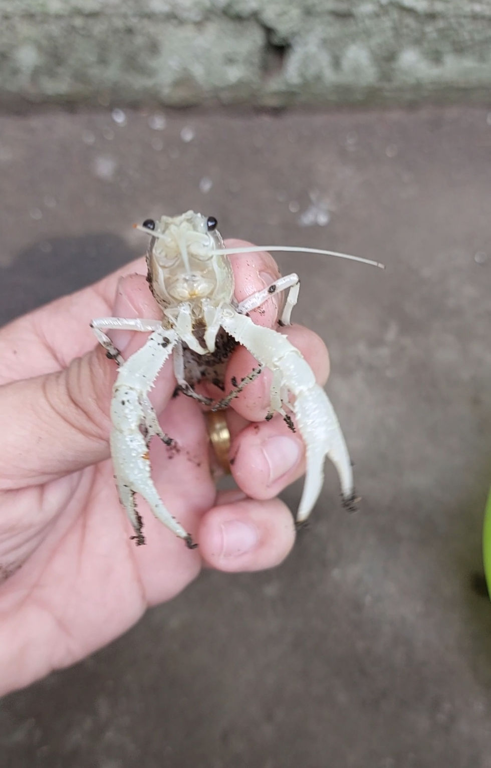 White Specter Crayfish | Fishkeeping Hobby Ph