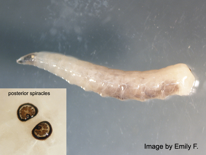 Musca domestica larva