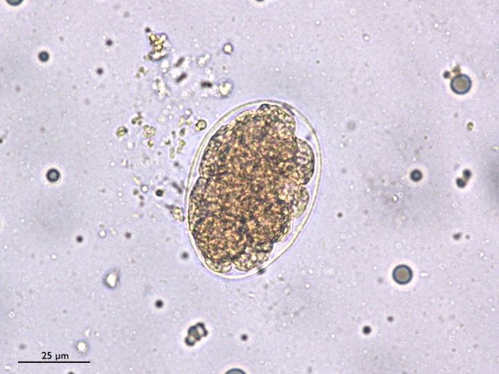 Hookworm egg