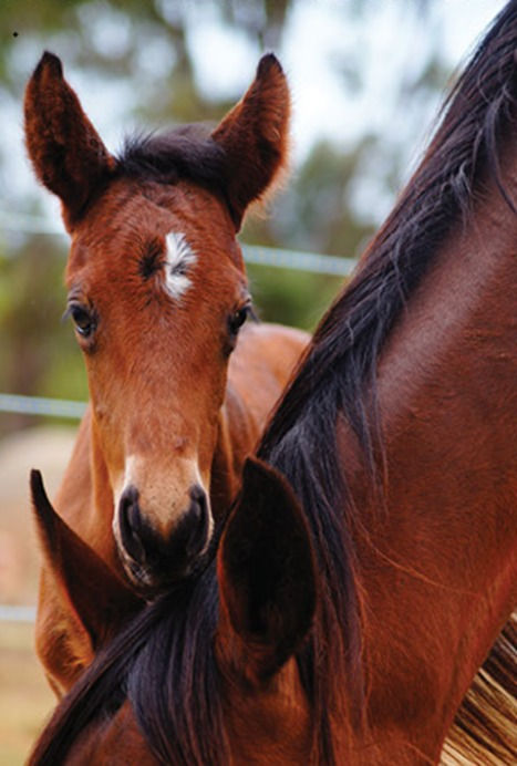 The Horse’s Immune System