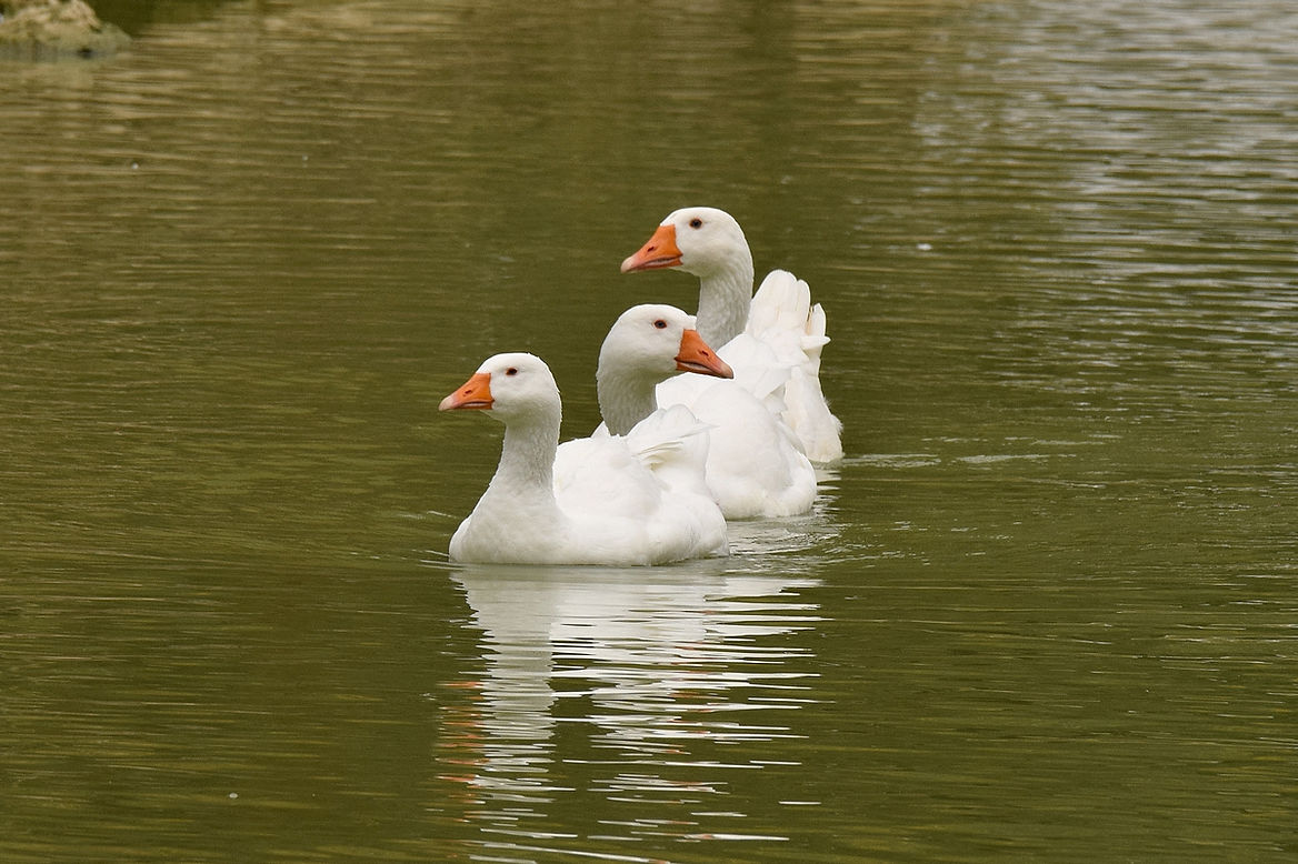 Oies et canards | Photographies nature